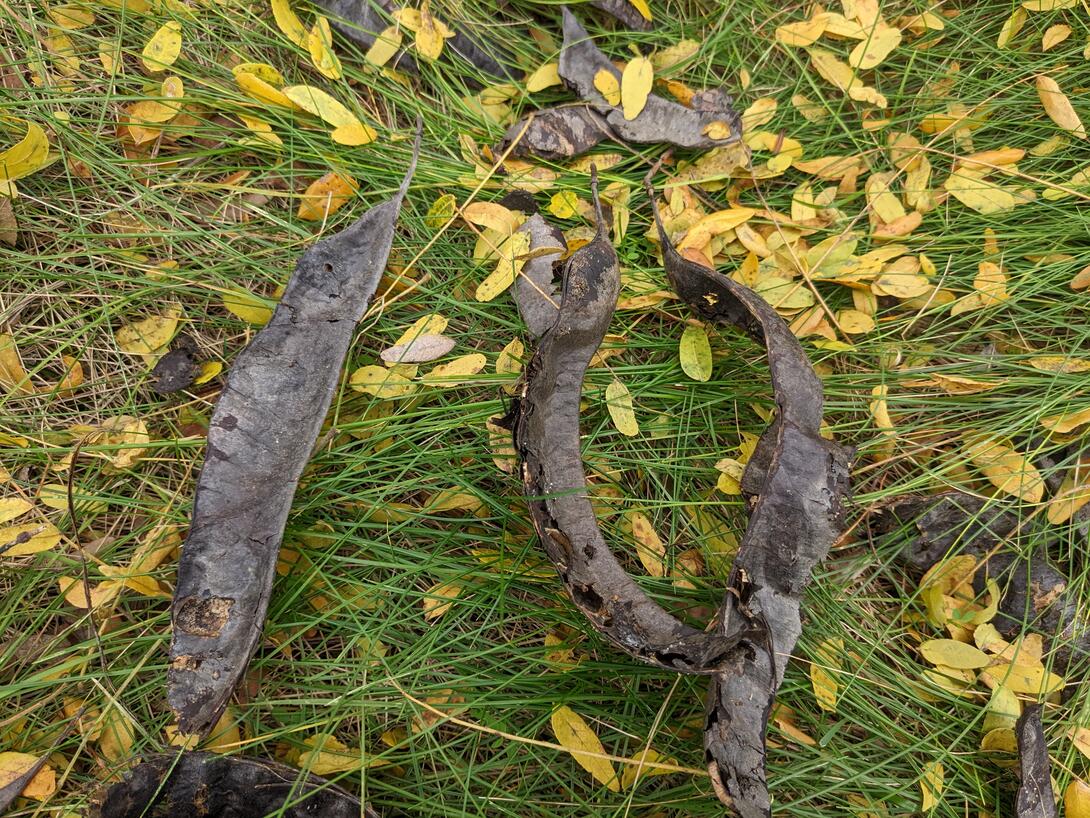 Honey Locust | CMP Tree Selection Tool